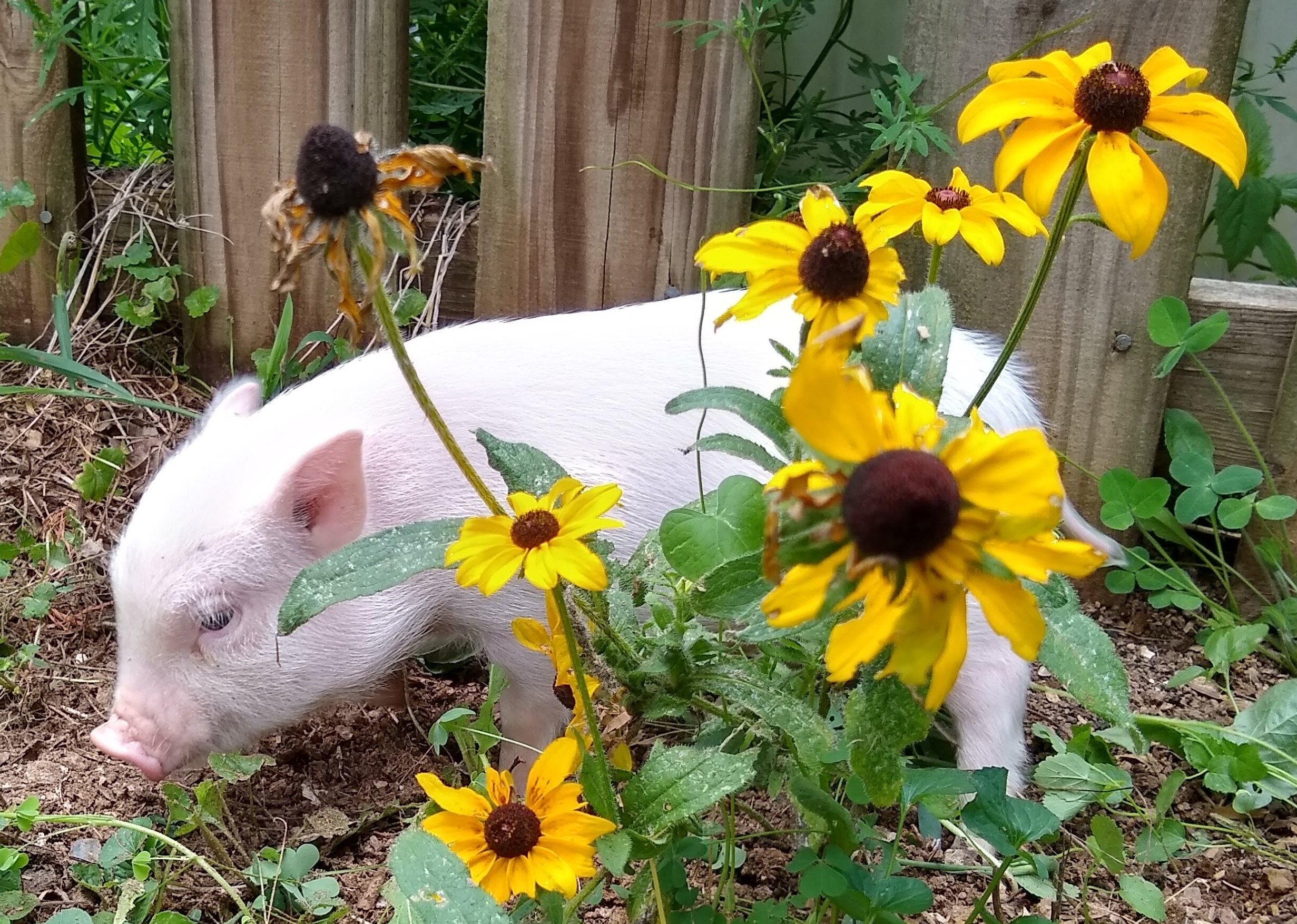 baby-pig-and-flowers – Serenity Farm Virginia
