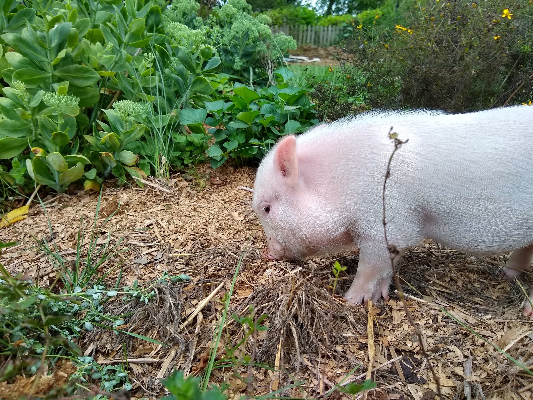 Petunia – Serenity Farm Virginia