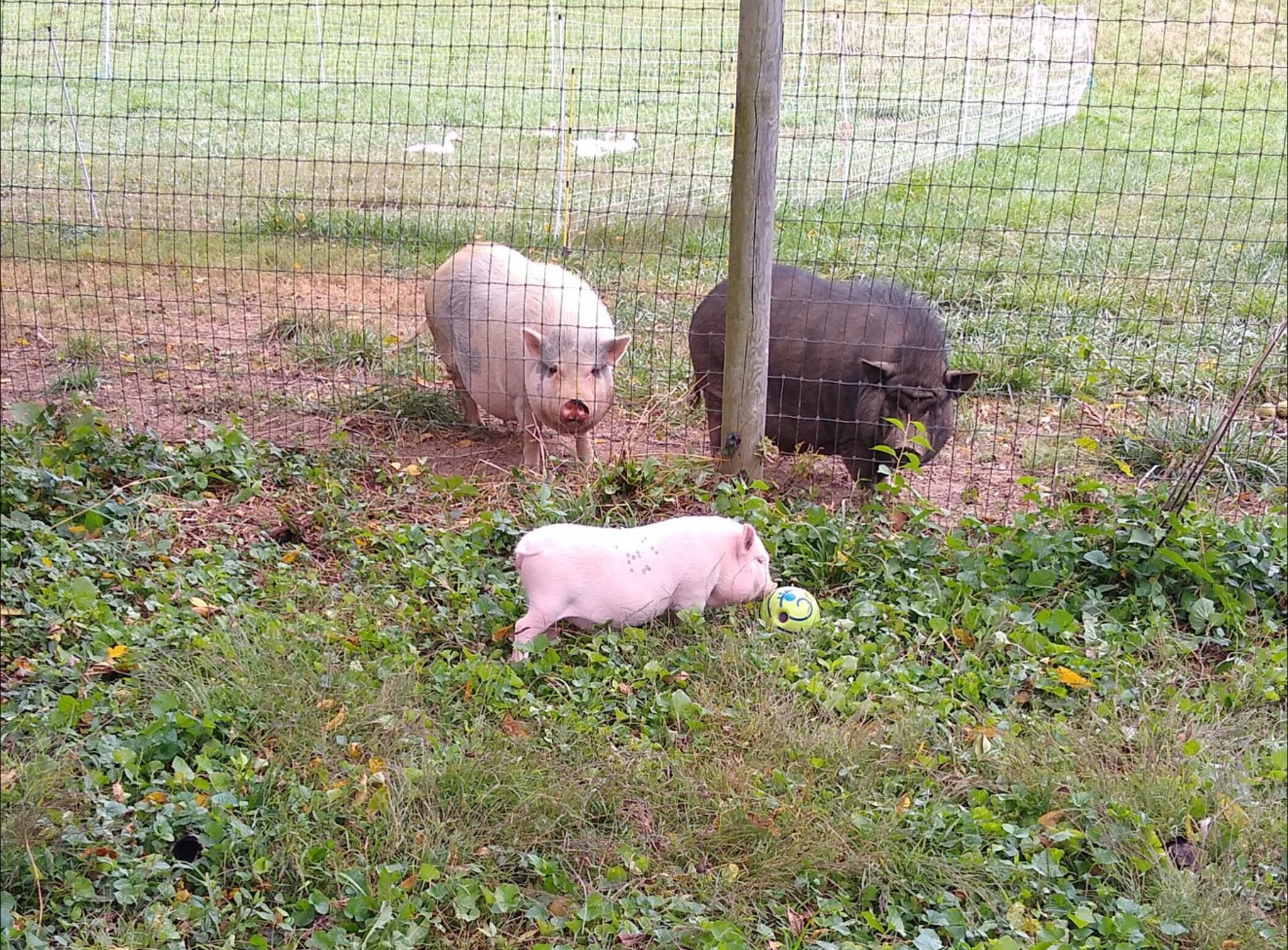 Petunia – Serenity Farm Virginia