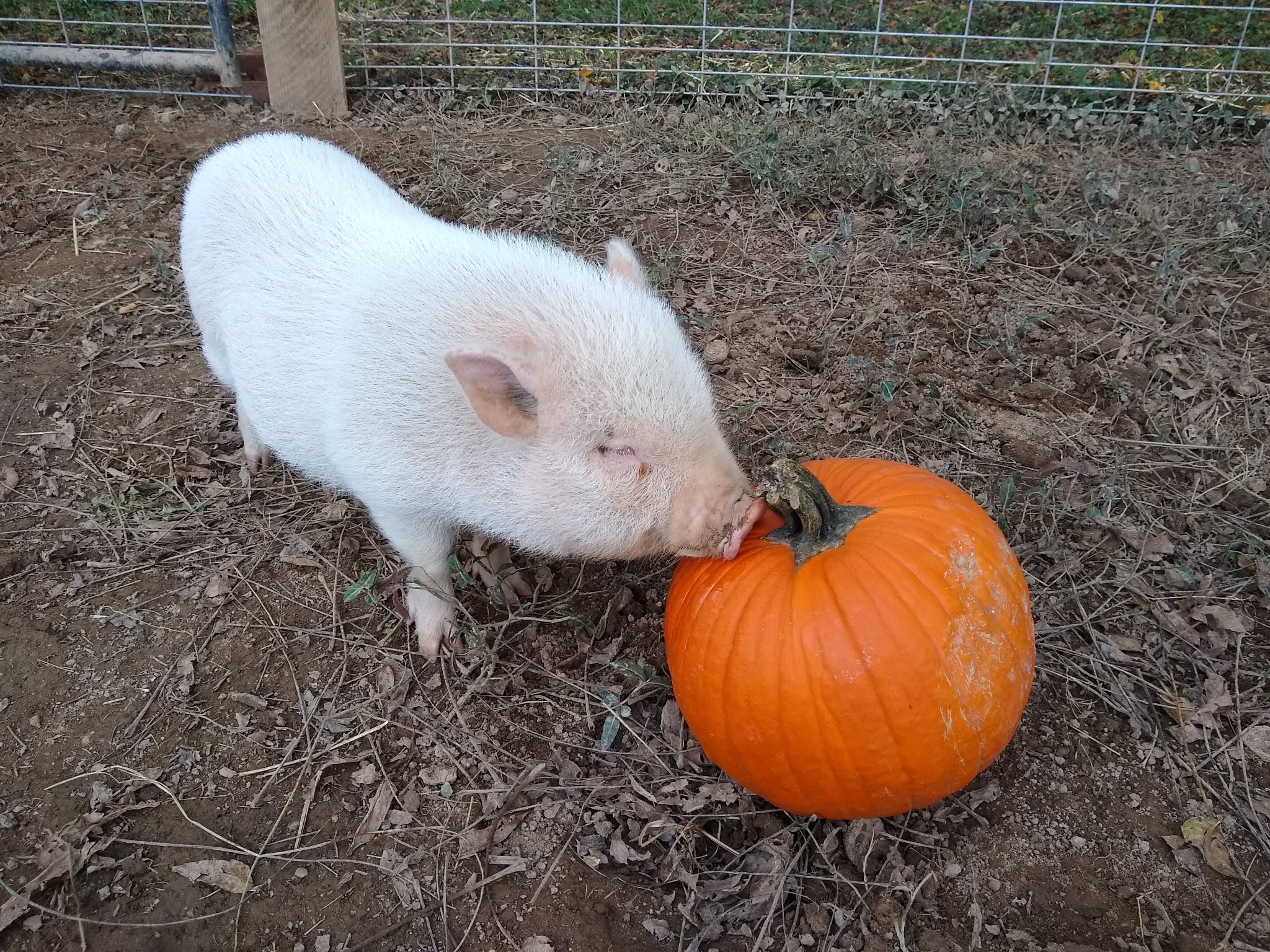 Petunia – Serenity Farm Virginia