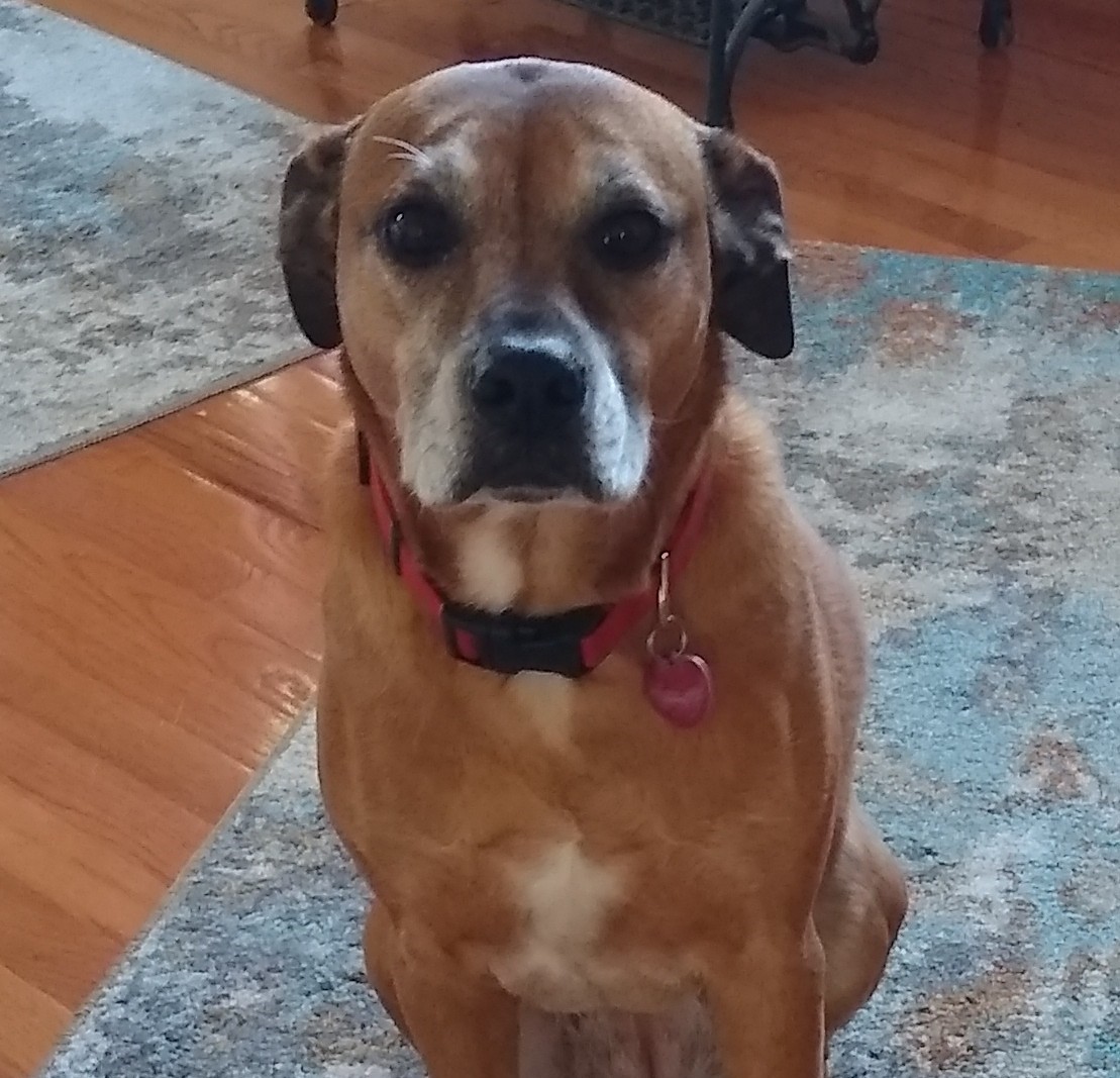 Pixie – Serenity Farm Virginia