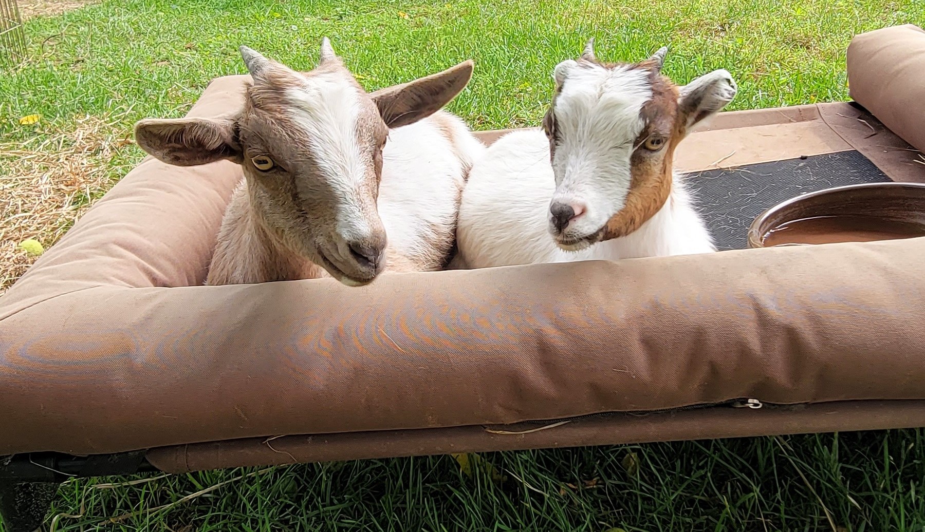 Leilah & Chocolate – Serenity Farm Virginia