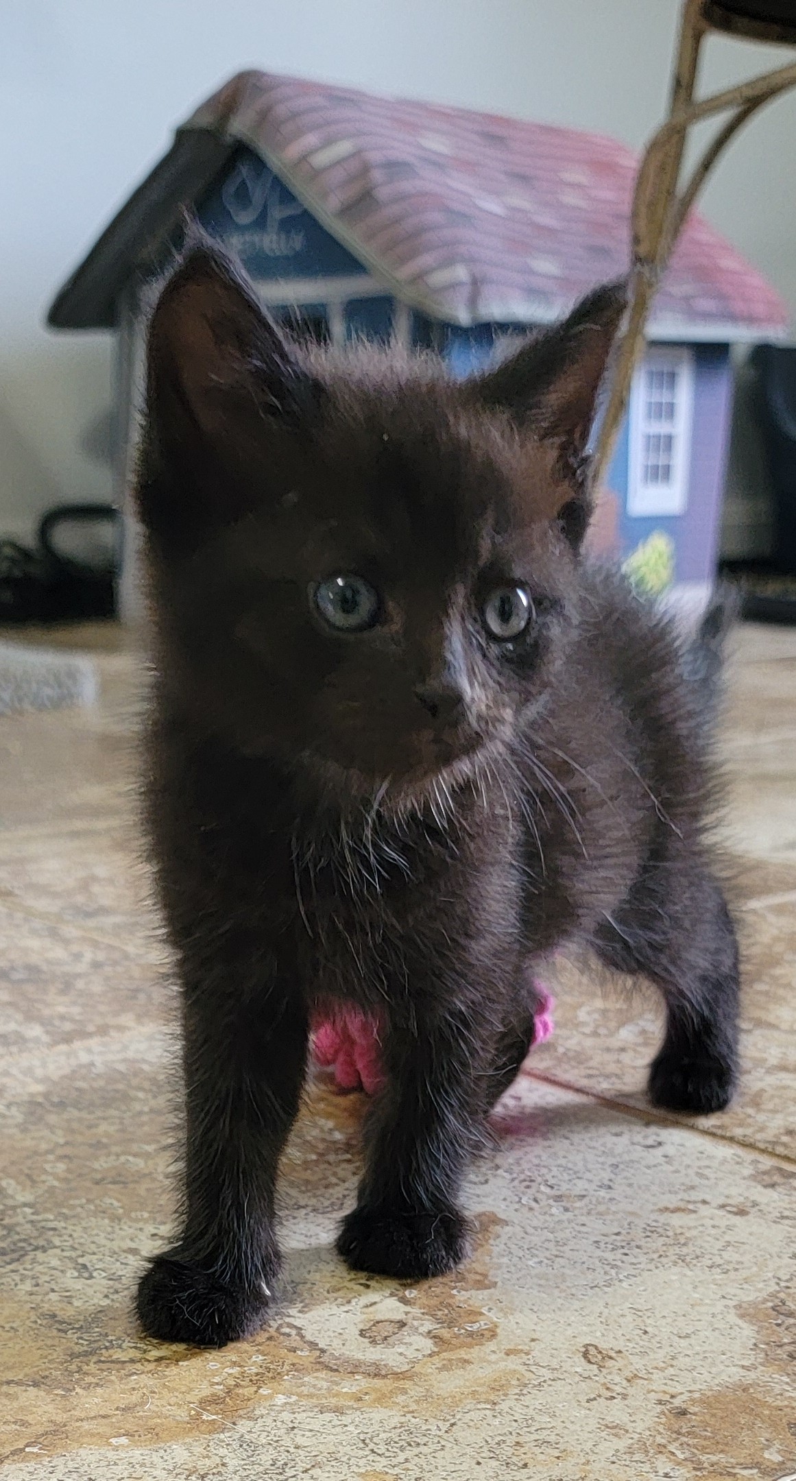 Kitten Bear Serenity Farm Virginia