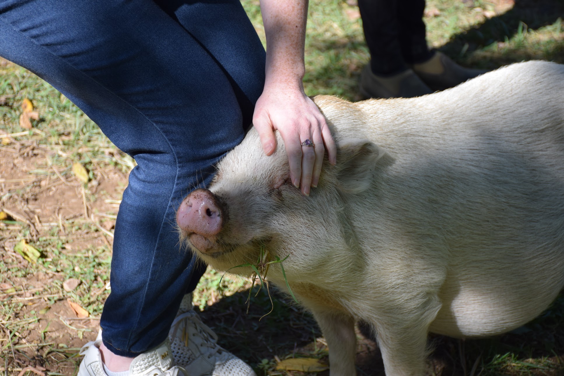 Petunia with visitor 2 – Serenity Farm Virginia