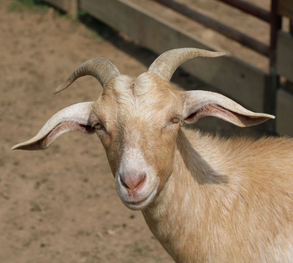 Perpetual Pet Care Program – Serenity Farm Virginia