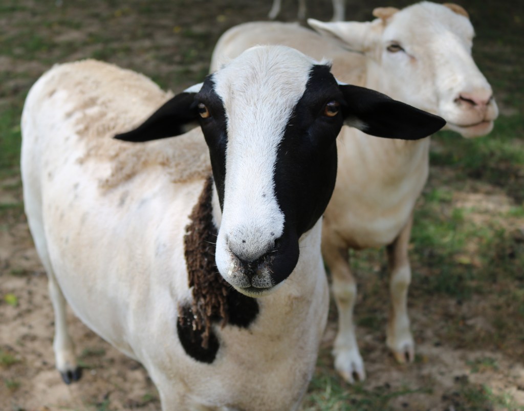 Perpetual Pet Care Program – Serenity Farm Virginia