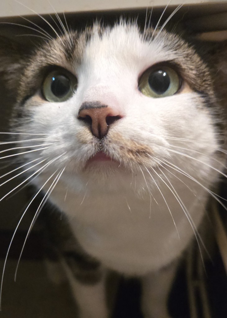 Perpetual Pet Care Program – Serenity Farm Virginia