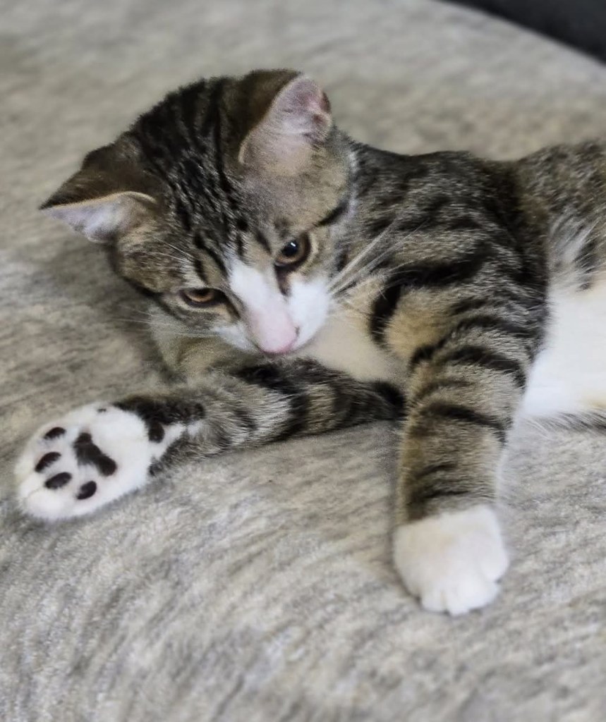 Perpetual Pet Care Program – Serenity Farm Virginia
